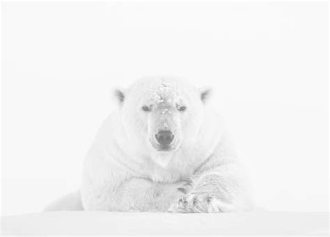 Thin Ice All In The Wild