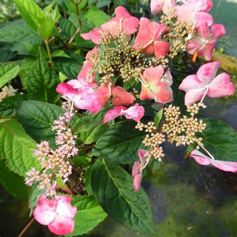Hydrangea Serrata Beni Gaku L