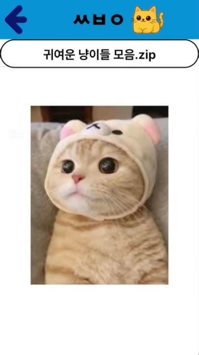 귀여운 냥이들 모음zip 고양이 귀여운 쇼츠 Shorts Youtube