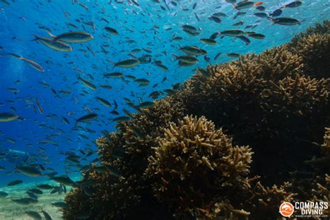 Compass Timor Leste Discover Darwin