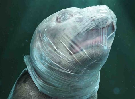 Animals Affected By Plastic Pollution