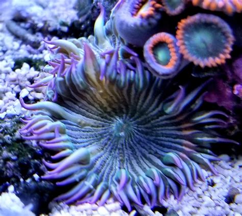 Rock Flower Anemone Information And Appreciation Thread Invertebrate