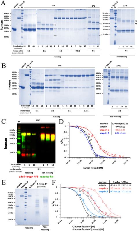 Digestion And Inhibitory Studies Coomassie Staining Of Hfb A And Mfb