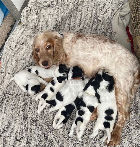 Kennel Club Registered Blue Roan Cocker Spaniel Puppies For Sale