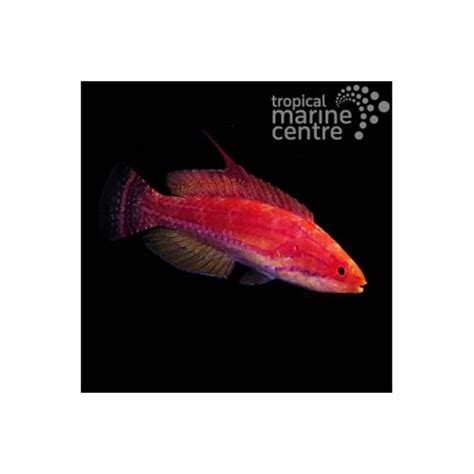 Yellowfin Flasher Wrasse Rock N Critters