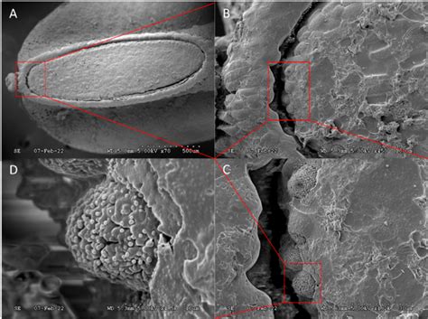 A Expanded Ventral View Of The Operculum Hatch Door Which Appears
