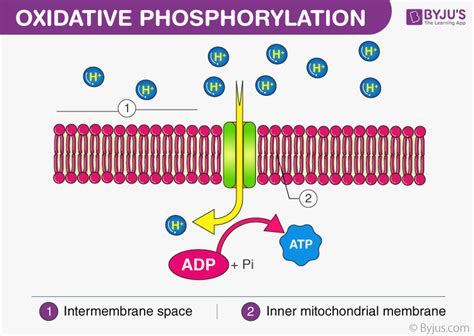 Oxidative Phosphorylation Worksheet Printable Word Searches