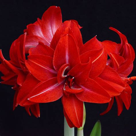 Amaryllis Double Delicious Hippeastrum Fluwel