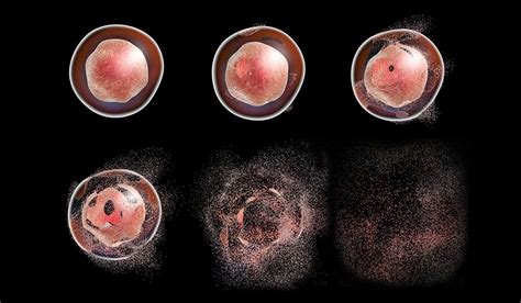 A Guide To Viability Staining For All Flow Cytometry Panels Renold