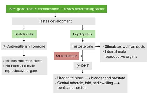 Congenital Disorders Of Sexual Development Concise Medical Knowledge