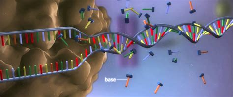 Understanding Dna Replication And Protein Synthesis