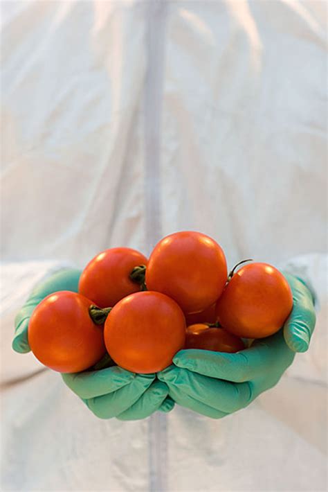 Gene Modified Tomatoes Churn Out Healthy Nutrients Scientific American