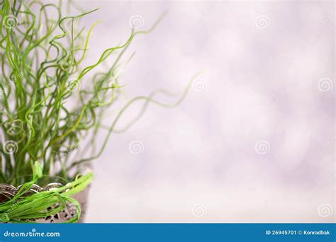 The Uniquely Shaped Grass Stock Image Image Of Beauty 26945701
