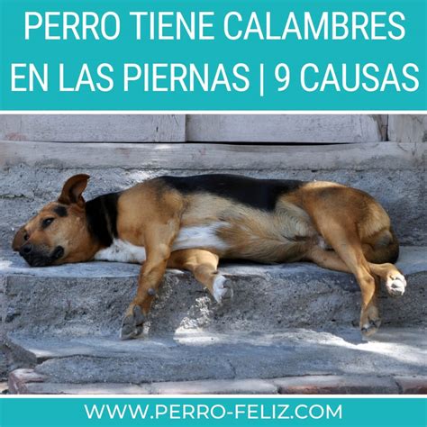 Perro Tiene Calambres En Las Piernas 9 Causas Perro Feliz