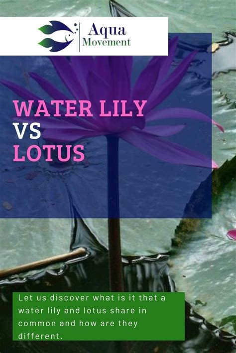 Water Lily Vs Lotus What Is The Difference Aqua Movement Water