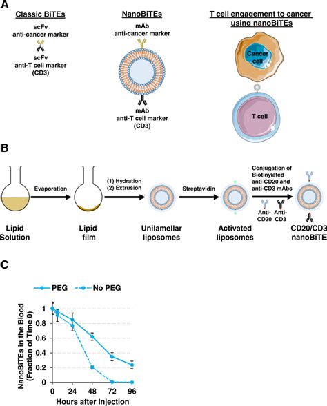 Development Of Nanoparticle Bispecific T Cell Engagers Nanobites A Download Scientific
