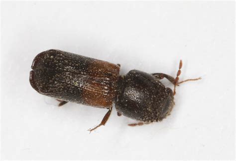 Maryland Biodiversity Project Red Shouldered Bostrichid Xylobiops Basilaris