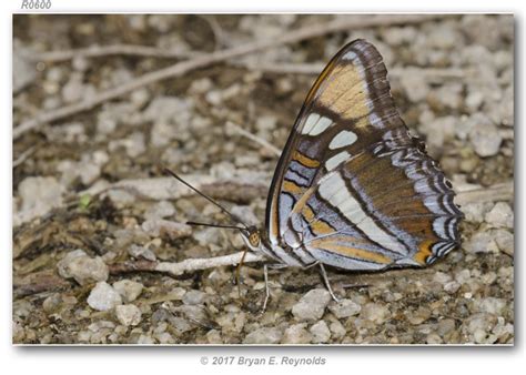 Adelpha Eulalia Live Adults Page 2
