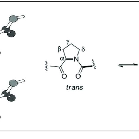 The Two Possible Conformations For The Proline Peptide Bond Download Scientific Diagram