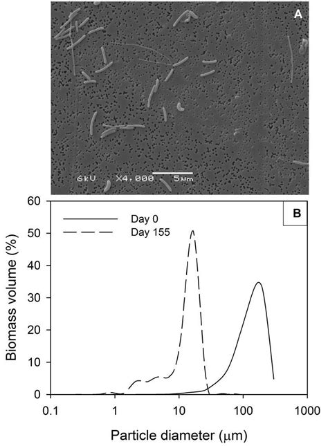 Biomass Sem Picture And Particle Size Distribution A Sem Picture