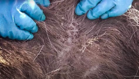 About Moose Ticks Pest Information