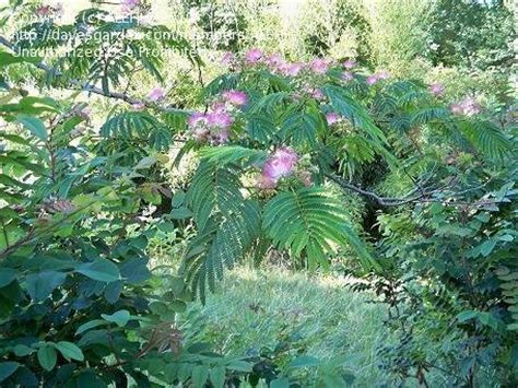 Plantfiles Pictures Albizia Species Mimosa Tree Pink Siris Persian
