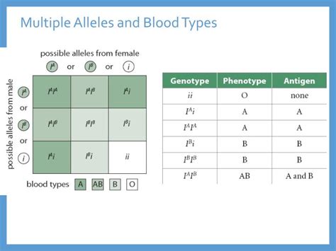 Ppt Chapter 17 Mendelian Classical Genetics Biology 30 Powerpoint