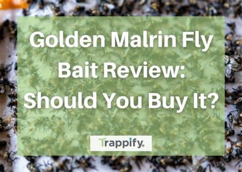Golden Malrin Fly Bait Review Should You Buy It