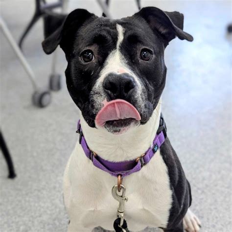 Kcas Pets Of The Week Kayleigh And Rockette