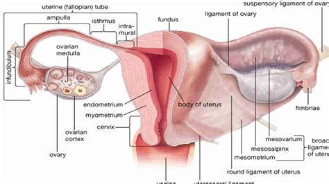 Pengertian Dan Fungsi Infundibulum Pada Reproduksi Wanita