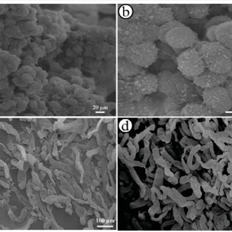 Double Staining With Acetocarmine And Evans Blue A And B Cell Mass