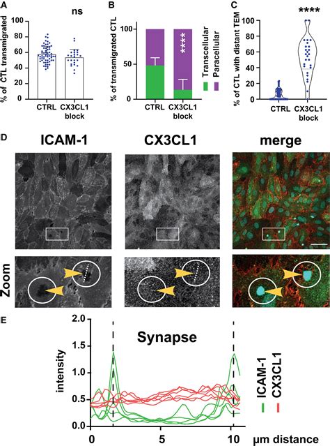 The Endothelial Diapedesis Synapse Regulates Transcellular Migration Of