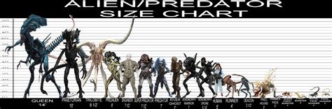 Image Alien And Predator Size Chart  Xenopedia Fandom Powered