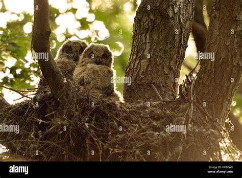 Eurasian Eagle Owls Bubo Bubo Offspring Young Chicks Owlets