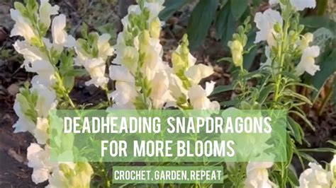 Snapdragon Dead