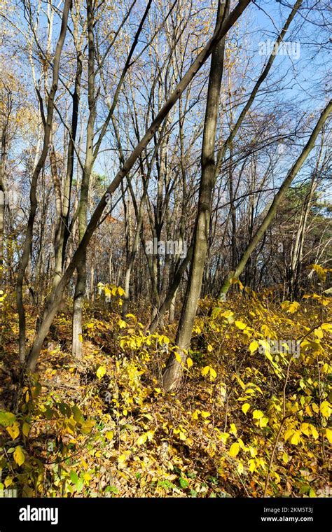 Deciduous Trees In The Autumn Season During Leaf Fall Mixed Forest