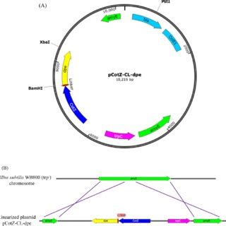 A Construction Of The Recombinant Integrative Plasmid Pcotz Cl−dpe