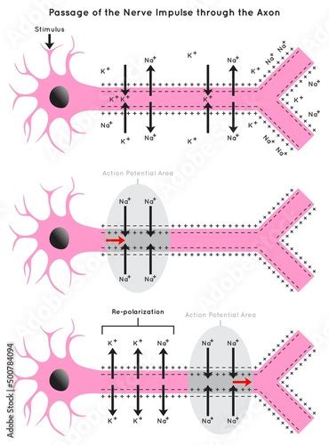 Nerve Impulse 3d