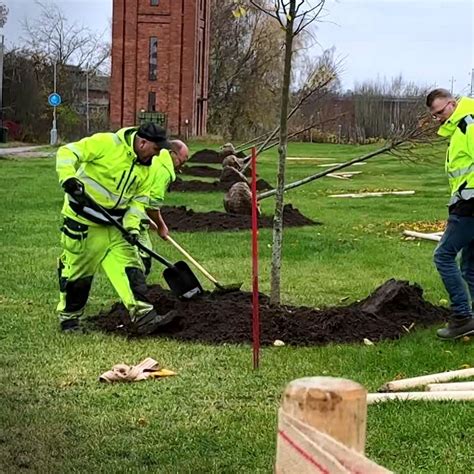 Skugga Och Suga Vatten Så Ska 150 Nya Träd Hjälpa Hallstahammar När