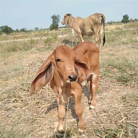 มูลพ่อใหญ่andมูลแม่ใหญ่