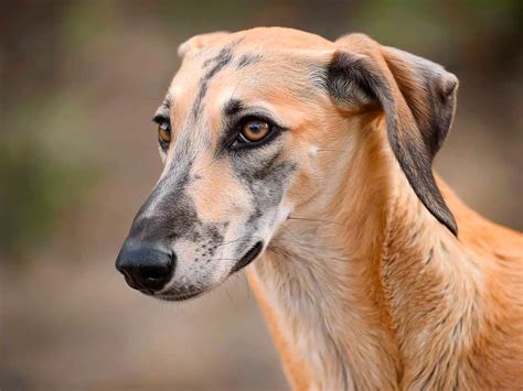 Sloughi O Gracioso E Leal Cão De Caça Do Norte Da África
