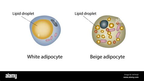 Lipid Droplets In White And Beige Fat Cells Illustration White Fat