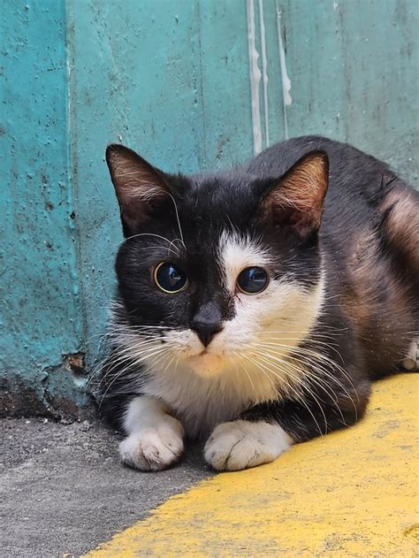 Puspin Casually Hanging Around 36c Afternoon Rcasualph