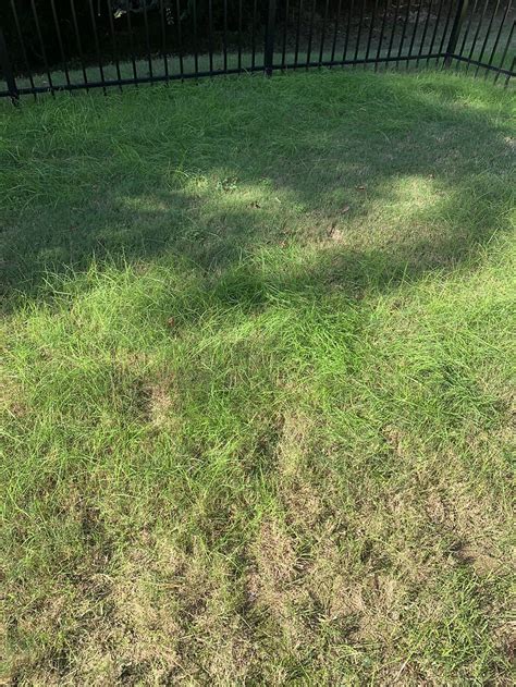 잔디 관리 시리즈 잔디 V 잡초