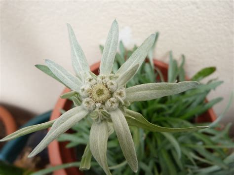 Khira La Fuerza Y La Energia Del Numero Edelweis Una Flor Con Leyenda