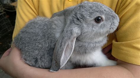 Grey Flemish Giant Rabbits