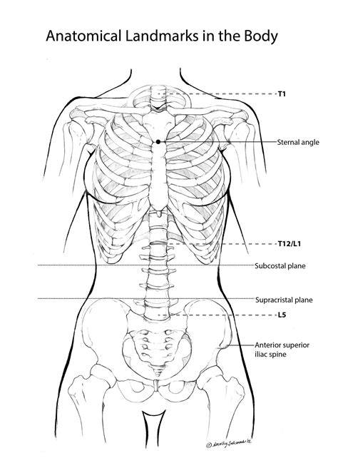 Medical Illustration Line Work On Behance
