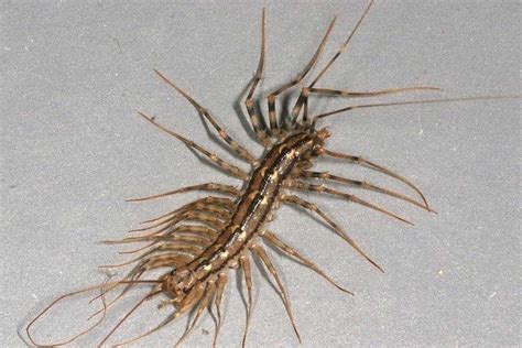 Welcome All House Centipede Enthusiasts Old And New R