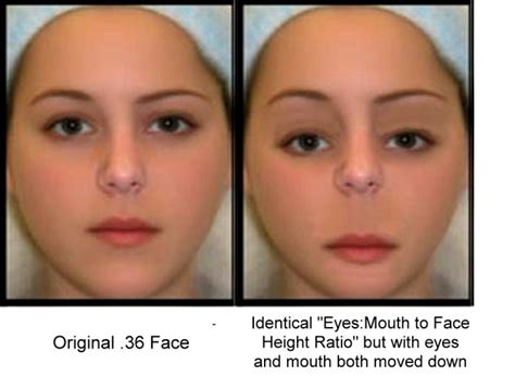 Meisner Beauty Guide For Golden Ratio Facial Analysis