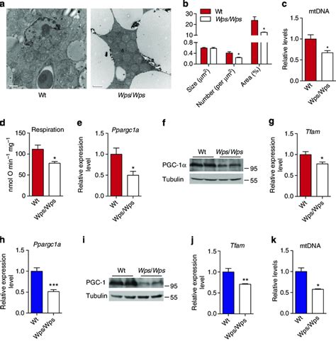 Wps Mutation Causes Mitochondrial Dysfunction In Adipose Tissues A Download Scientific